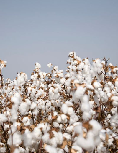 ALL ABOUT COTTON